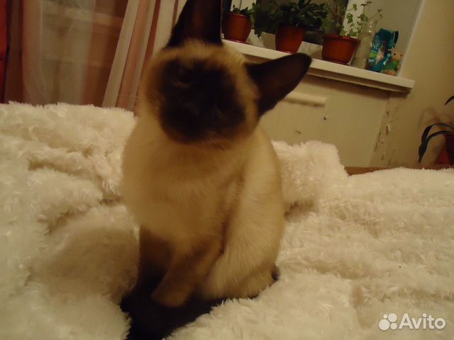 Славный тайский мальчик