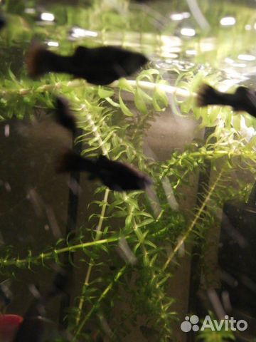 Моллинезия