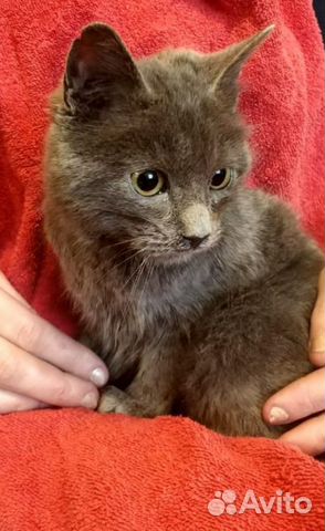 Котенок спасенный из ямы - люка