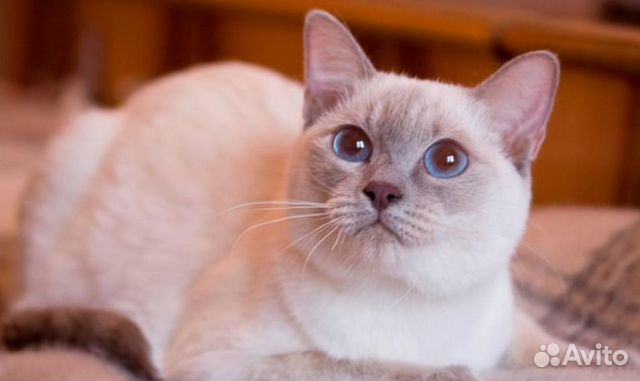 Кошечка тайская породистая