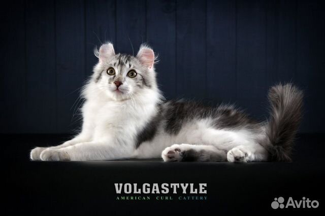 Забавные ушки-завитушки