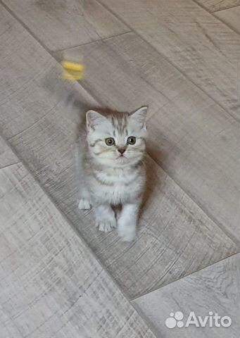 Котёнок шотландец