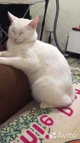 Кот в добрые руки