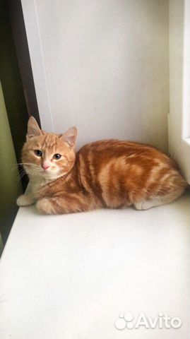 Котенок Арсений ищет дом