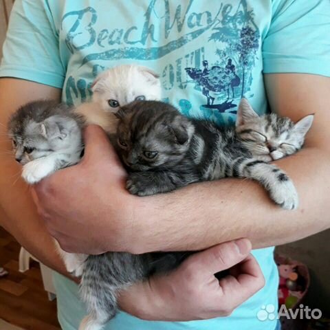 Британские котята