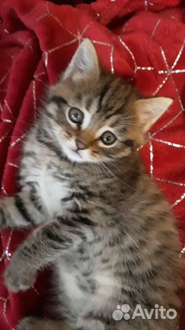 Котенок