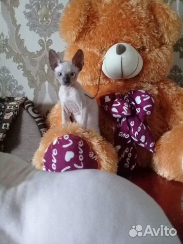 Продаю котёнка