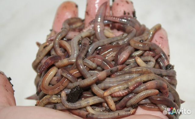 Червь старатель