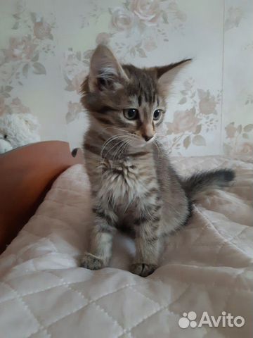 Отдаём даром котёнка