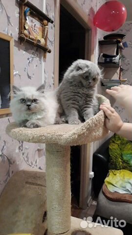 Шотландская страйт и фолд