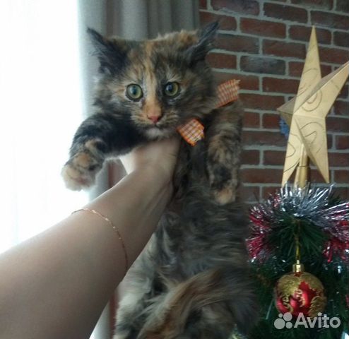 Котенок 3 месяца