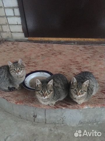 Котята месяца 4-5. Избавят от мышей, мальчики. Под