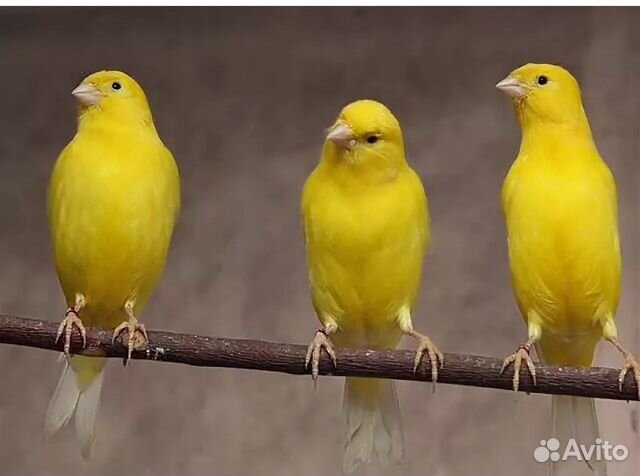 Лимонный кенар 8 месяцев