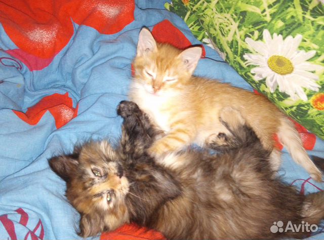 Очаровательные котята