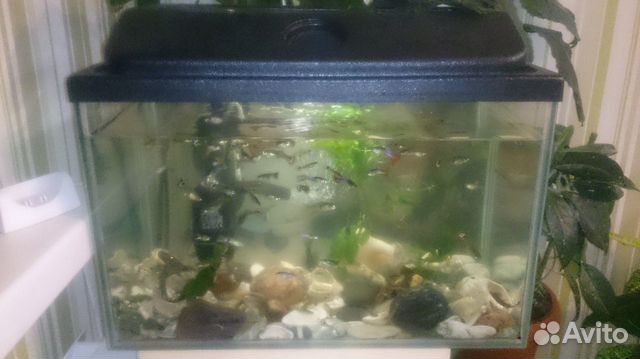 Аквариум