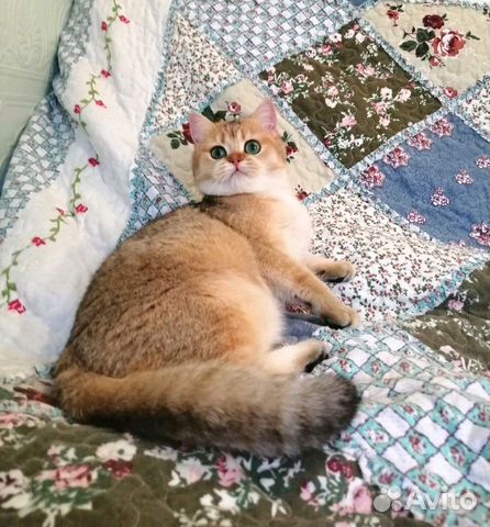 Золотая кошка