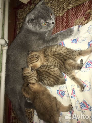 Бриташки- милашки