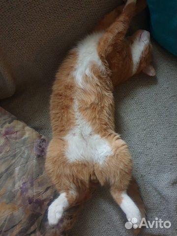 Кот Рыжий добрые руки