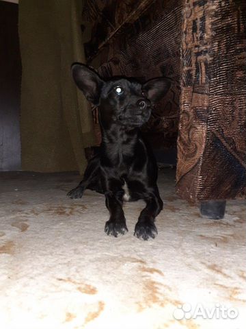 Отдам собаку в добрые руки