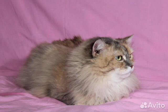 Кошка львица