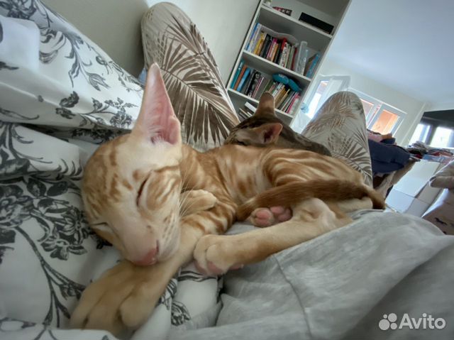 Редчайший красный мраморный на серебре кот 4 мес