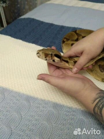 Удав императорский