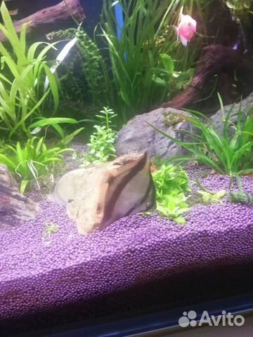 Монодактил