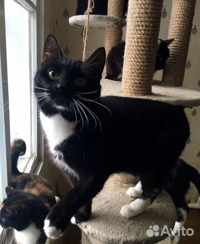 Ласковая кошечка в поисках хозяина