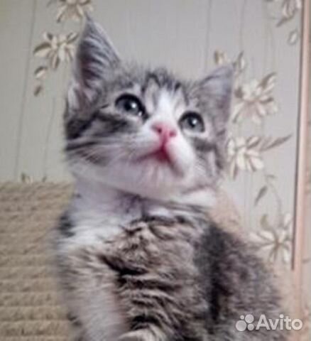 Милая Смурфета ищет добрые ручки