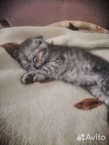 Котенок британка