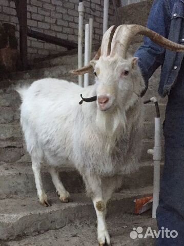 Продается козел породы Ламанча
