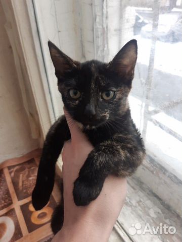 Лучший кот на свете