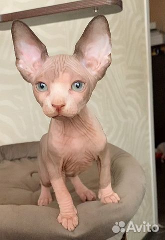 Красавец Канадский сфинкс