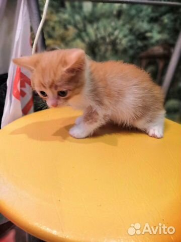 Отдам котят в добрые руки