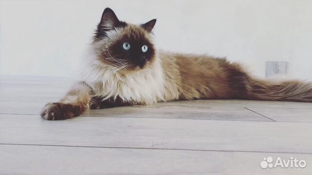 Вязка Кот Невский маскарадный