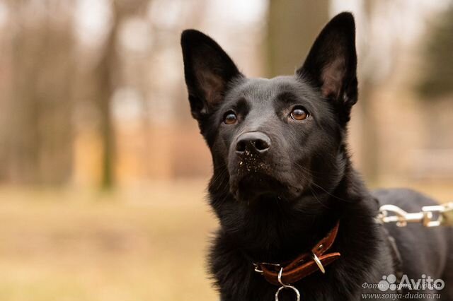 Варя, ищет дом