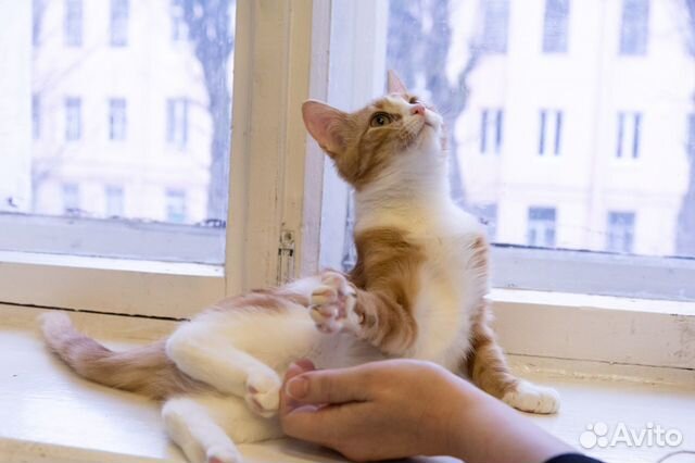 Котенок девочка