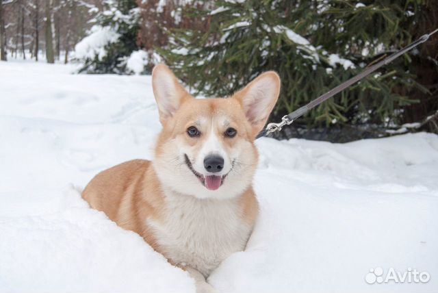 Взрослая девочка Пемброк