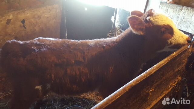 Месячная телочка