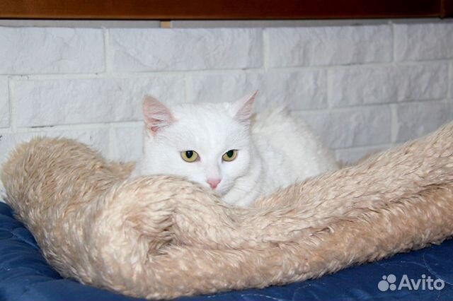 Нежная и кроткая девочка белочка