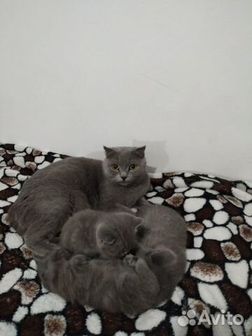 Британские котята