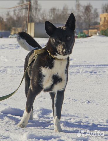 Отдам собаку в добрые руки