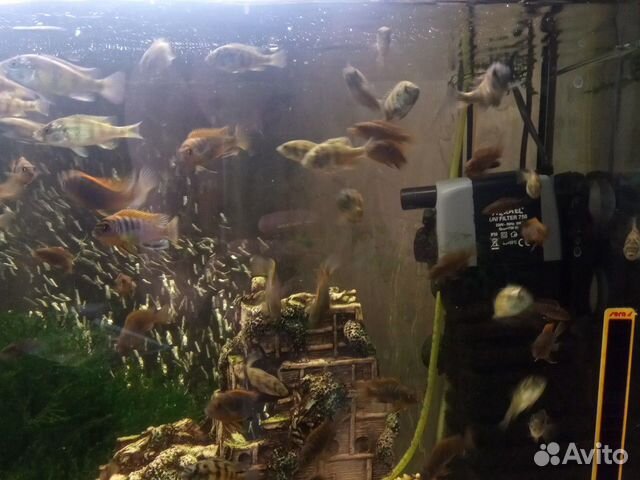 Мальки маловийских цихлид