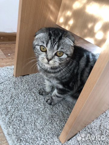 Шотландская вислоухая кошка. К лотку приучена