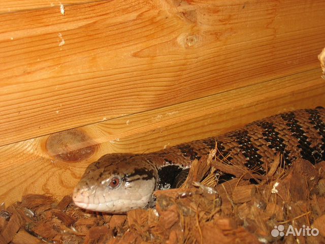 Сцинк синеязыкий гигантский (Tiliqua Gigas)