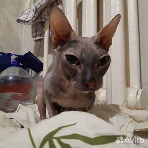 Донской сфинкс