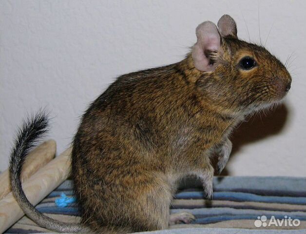 Белочки Дегу с клеткой мальчик и девочка