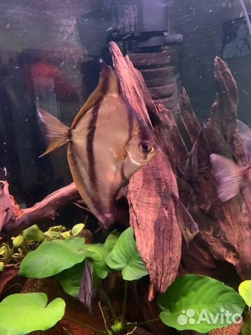 Монодактилы себа(полосатая ласточка) +парчовый сом