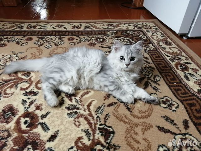 Кошка