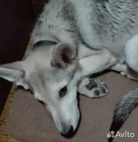 Щенок метис Хаски